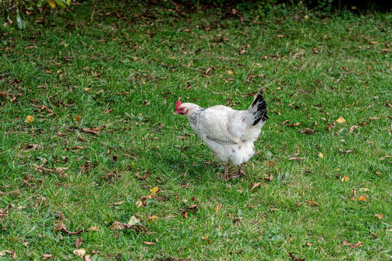 Chicken in field stock image. Image of grass, farmyard - 7936595