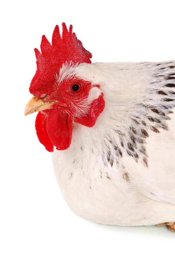 Chicken isolated on white. stock photo. Image of farming - 24147100