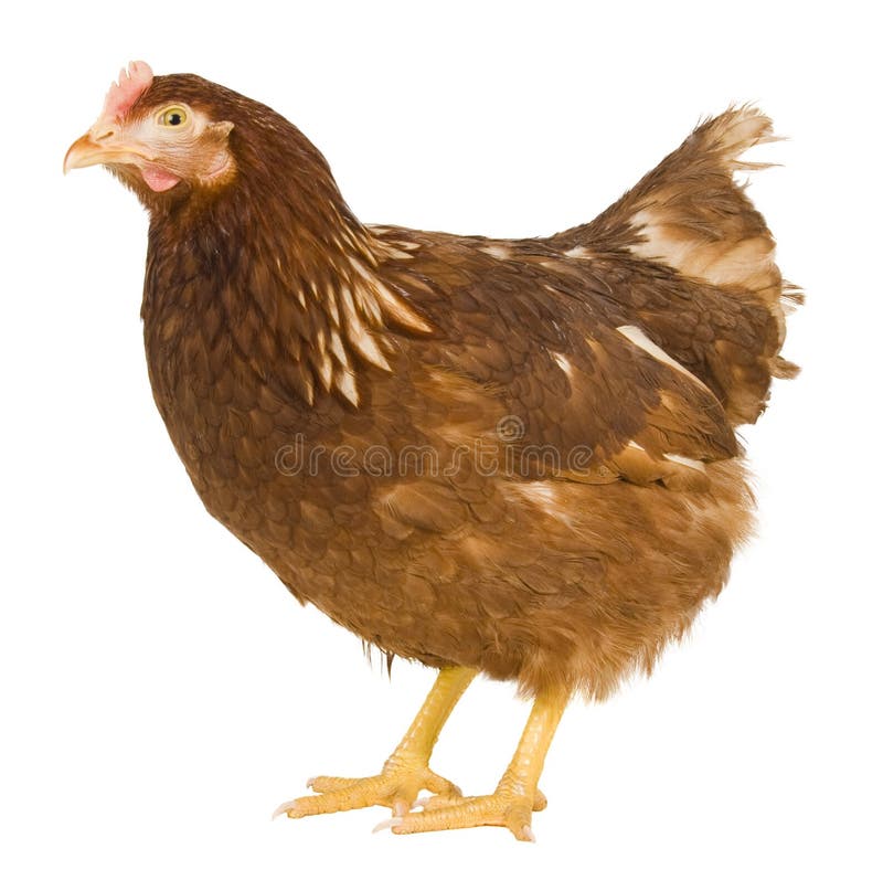 Chicken Isolated On A White Background Royalty Free Stock Photography ...