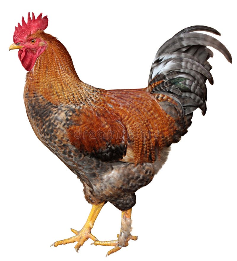 Chicken Isolated on a White Background Stock Photo - Image of isolated ...