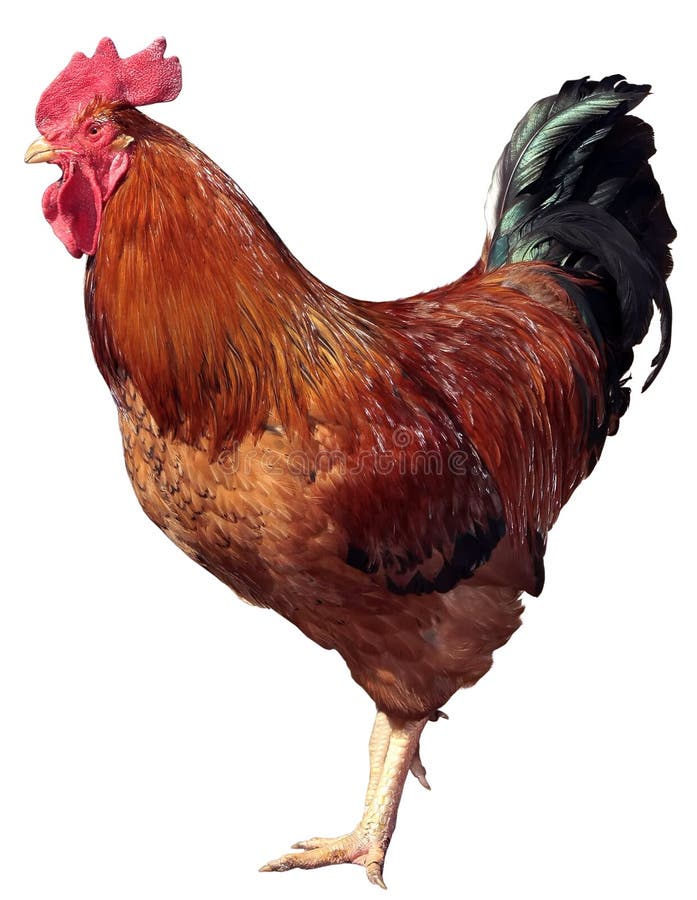Chicken Isolated on a White Background Stock Image - Image of bird ...