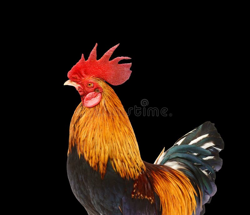 Chicken Isolated on a White Background Stock Image - Image of poultry ...