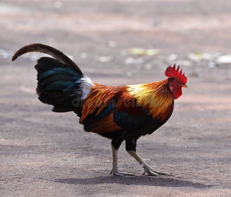 Chicken jungle fowl stock photo. Image of fauna, tropical - 69384568