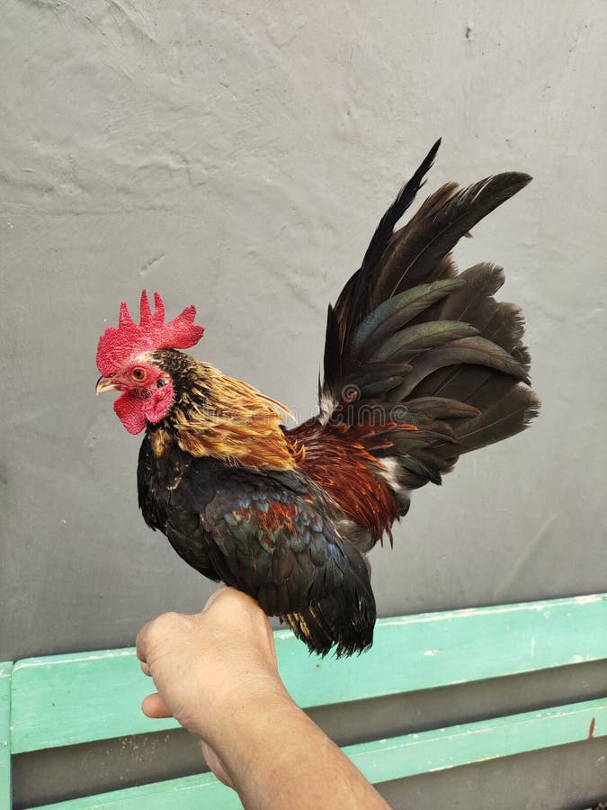 Chicken Kate Makassar Stock Photos - Free & Royalty-Free Stock Photos ...