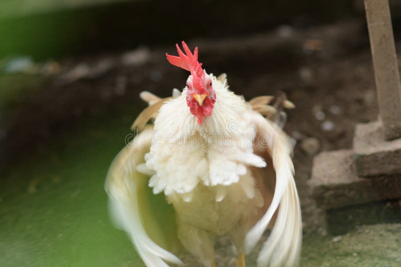 Chicken stock photo. Image of growth, short, kate, small - 262102308