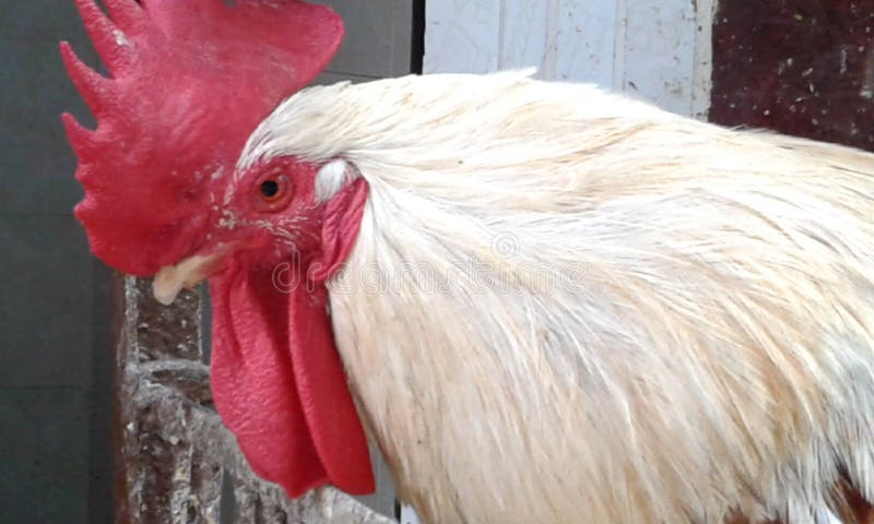 Chicken king stock photo. Image of phasianidae, chicken - 94751902