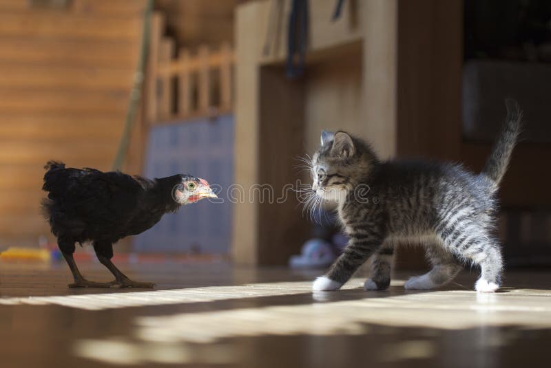 Chicken and kitten stock photo. Image of tabby, animal - 14628656
