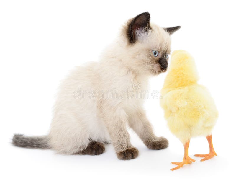Chicken and kitten stock photo. Image of gray, nature - 54600582