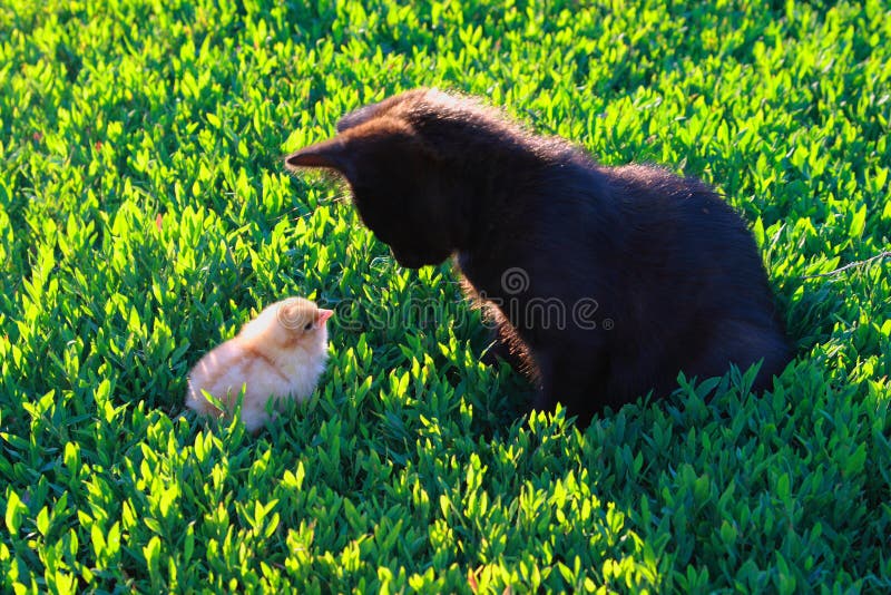 Chicken and Kitten Sitting on the Grass Stock Image - Image of nature ...