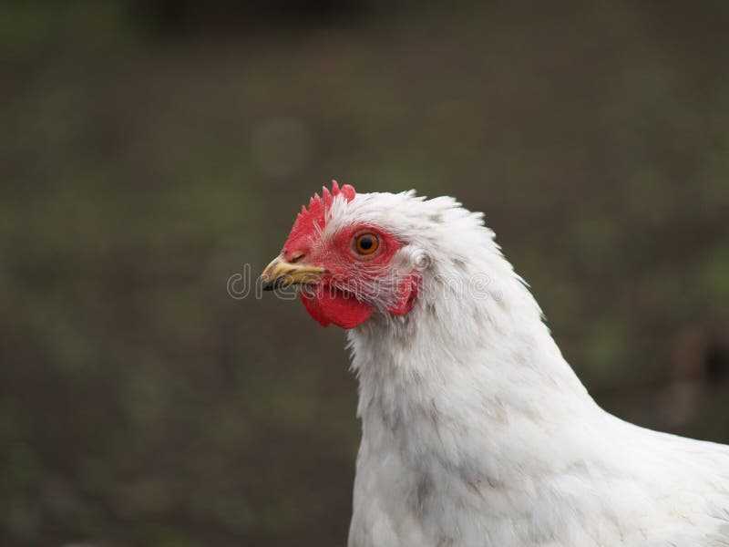Chicken layer stock image. Image of feathers, breast - 95735879