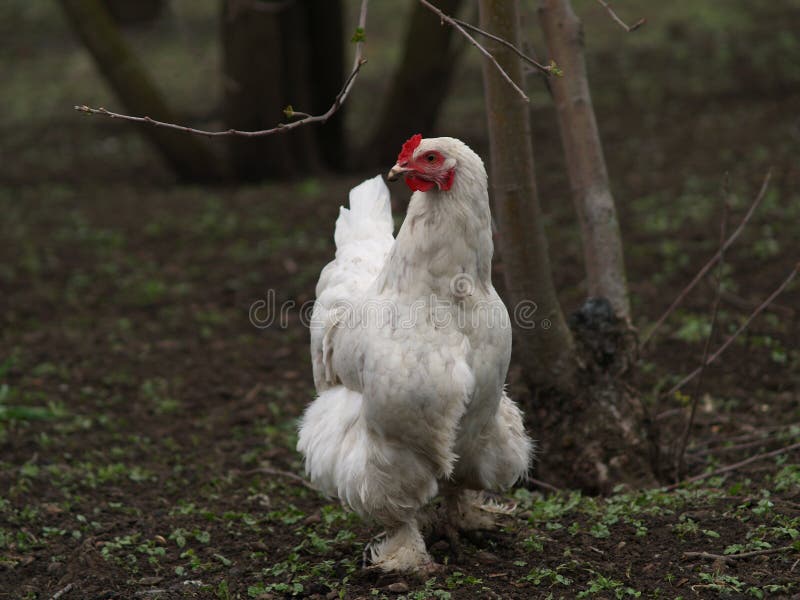 Chicken layer stock photo. Image of pillows, legs, poultry - 95736022