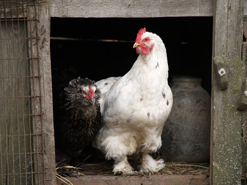Chicken layer stock image. Image of roosters, feather - 95736121