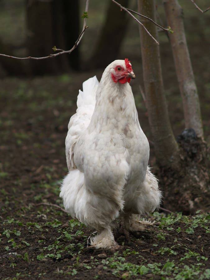 Chicken layer stock photo. Image of beak, birds, roosters - 95736172