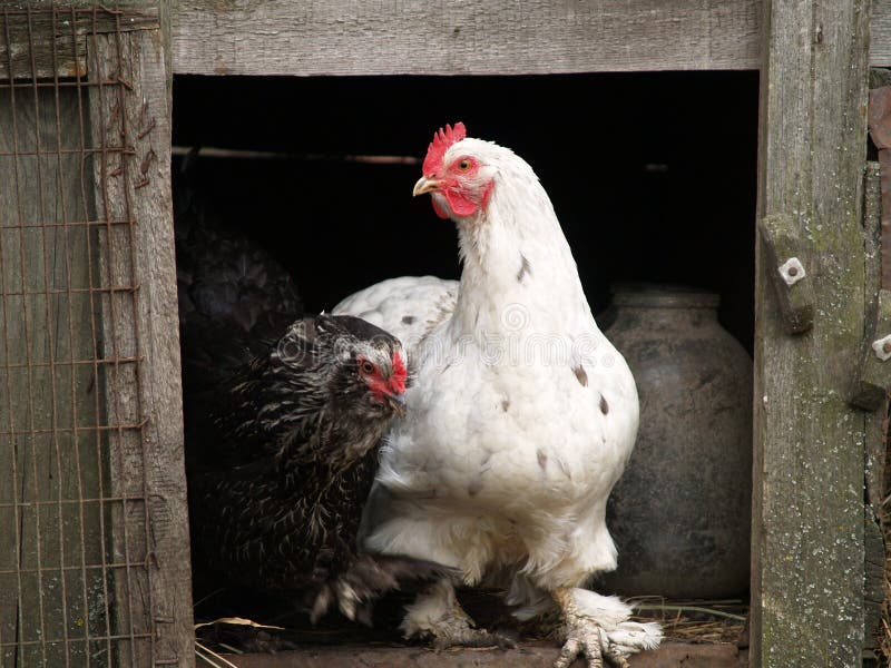 Chicken layer stock image. Image of roosters, legs, food - 95736499