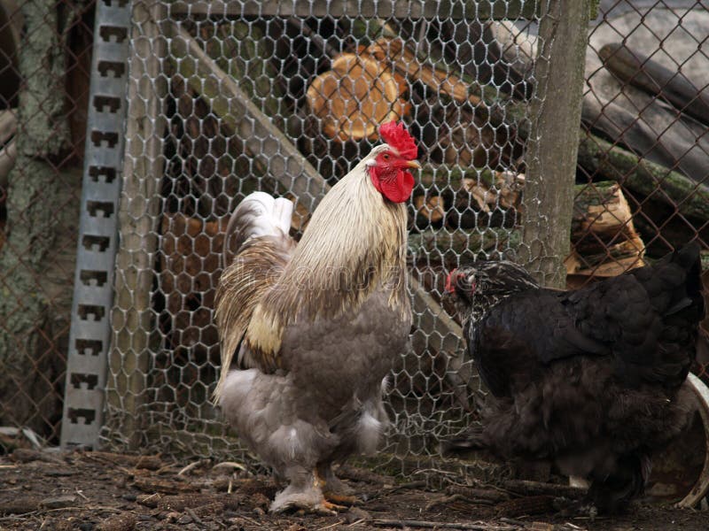 Chicken layer stock image. Image of legs, breast, poultry - 95736601
