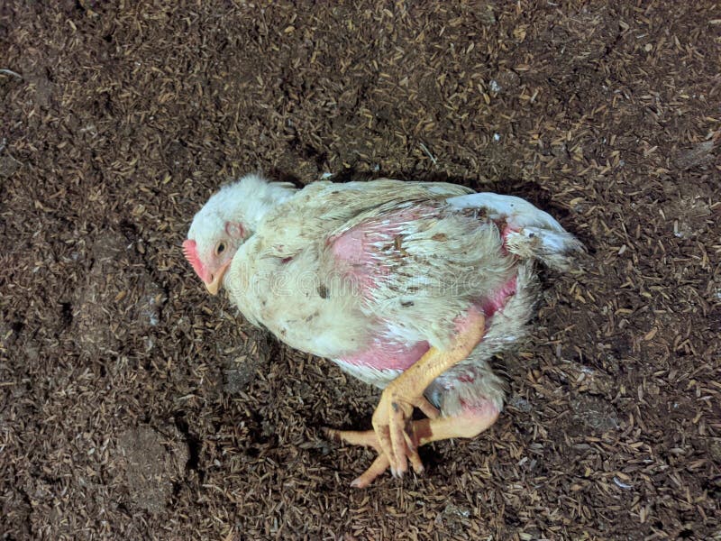 Chicken Laying Down on the Ground Stock Photo - Image of insect ...