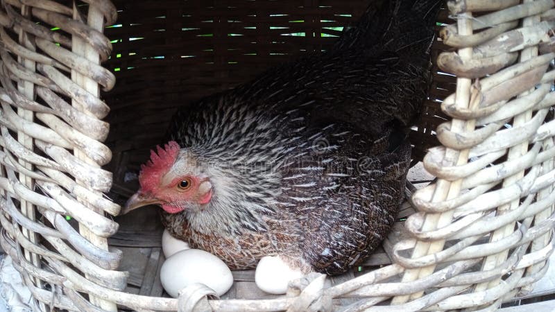 The Chicken is Laying Eggs and Incubating Them Stock Photo - Image of ...