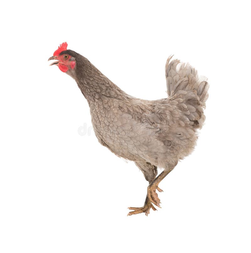Chicken Pose in the Morning Stock Photo - Image of animal, morning ...