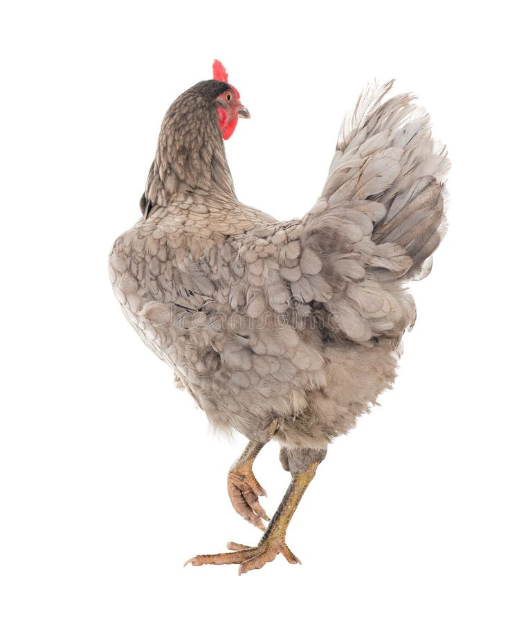 Chicken Laying Hen In A Graceful Pose. Isolated. Stock Image - Image of ...