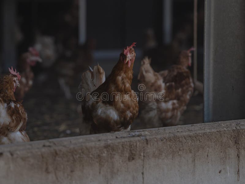 Chicken on Ledge stock image. Image of animal, infrastructure - 394273625