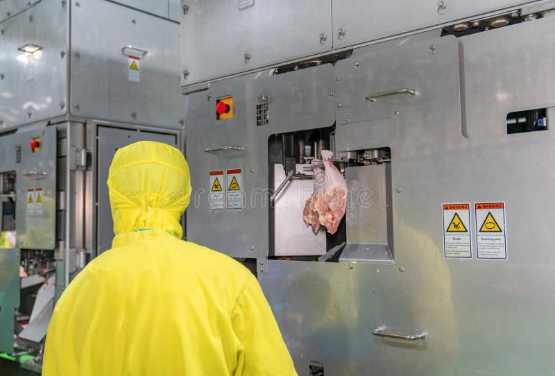 Chicken Leg Loading on Auto Remove Bone Machine Stock Photo - Image of ...