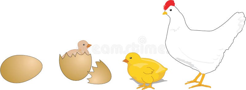 Chicken life cycle stock illustration. Illustration of chicks - 1011273