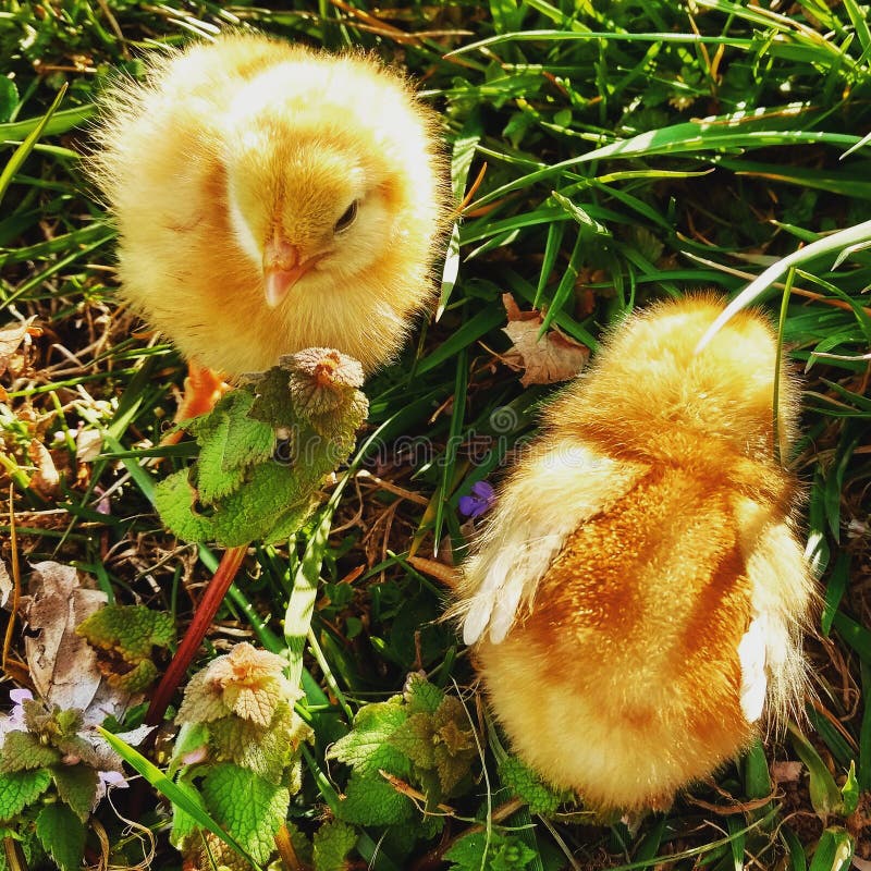 Chicken Life stock photo. Image of chicks, chicken, earth - 89421684