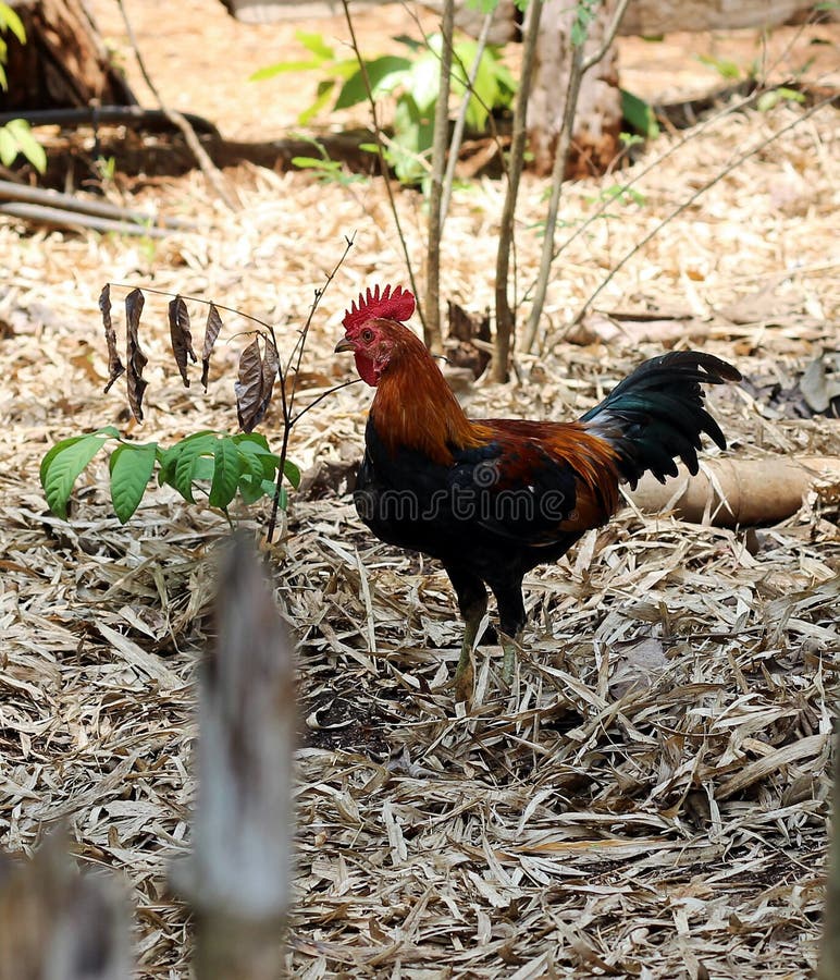 Chicken Life Forage in Nature Stock Image - Image of animal, species ...