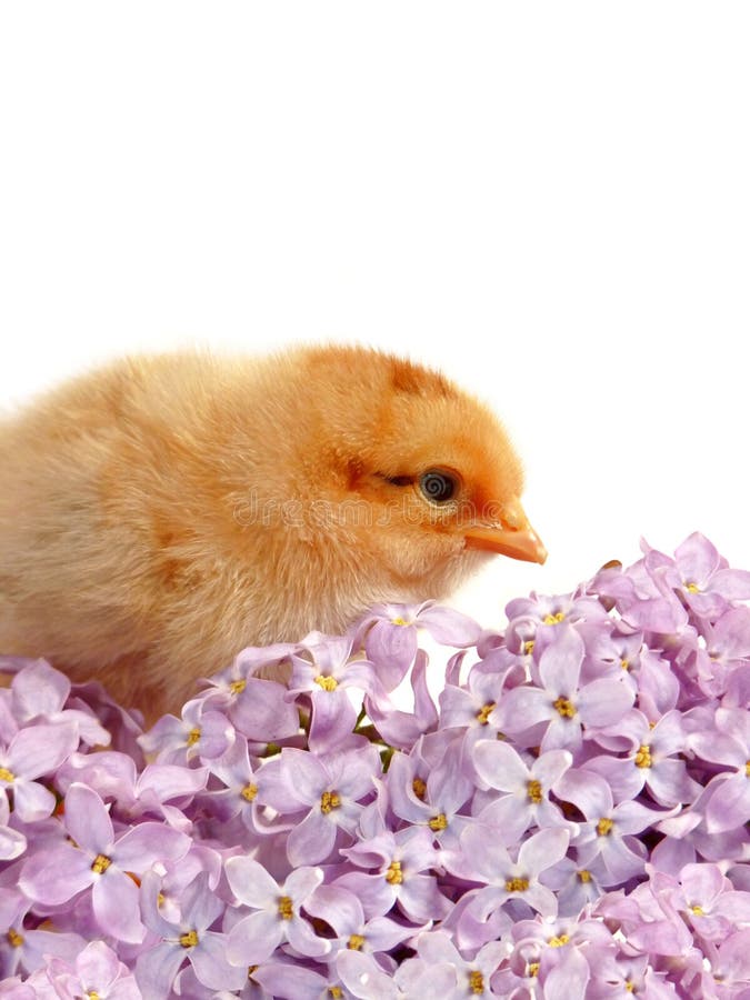 Heart and lilac stock image. Image of purple, heart, love - 21127187