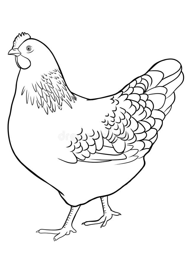 Chicken Line Illustration Isolated Stock Illustration - Illustration of ...