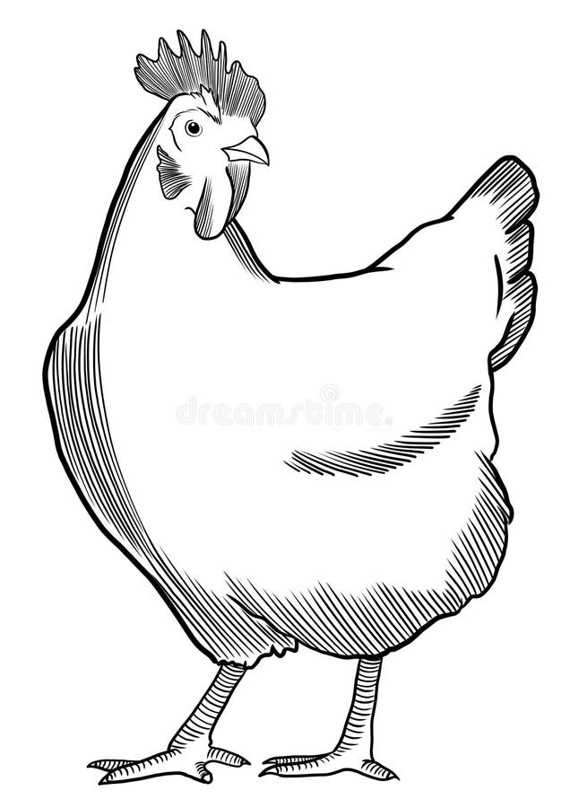 Chicken Line Illustration Isolated Stock Illustration - Illustration of ...