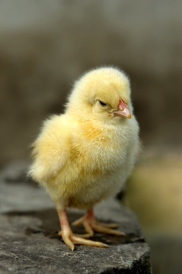 Chicken little stock photo. Image of small, cute, young - 393324