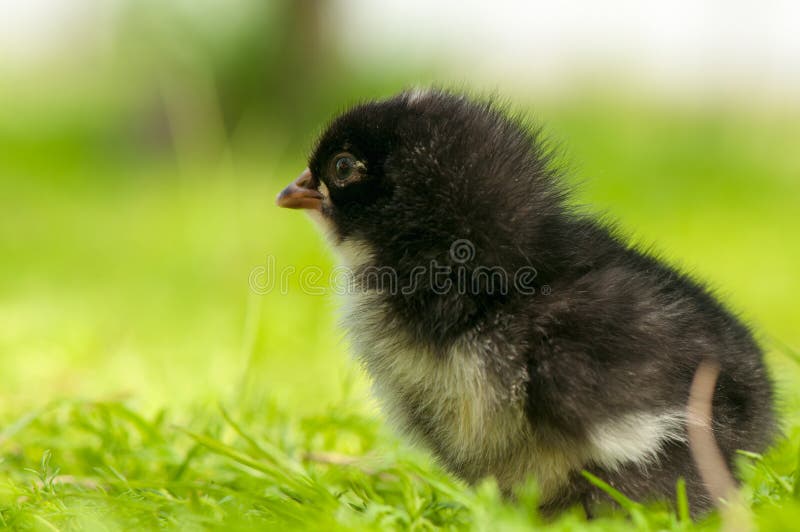 Chicken stock photo. Image of farm, hatched, fluffy, fluff - 31051282