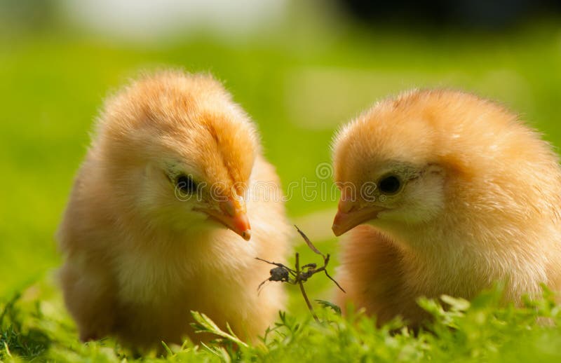 Two cute chickens stock photo. Image of birds, easter - 8803460