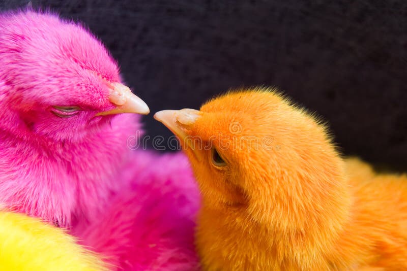 Chicken little kiss stock photo. Image of kisses, pink - 12354688