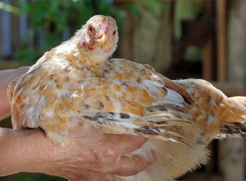Chicken Man - Arms Crossed stock photo. Image of animal - 11670758