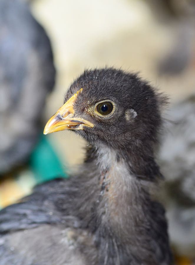 Chicken live stock image. Image of poultry, black, friend - 30391983