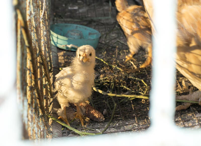A chicken lives in a cage. stock image. Image of villag - 256095417