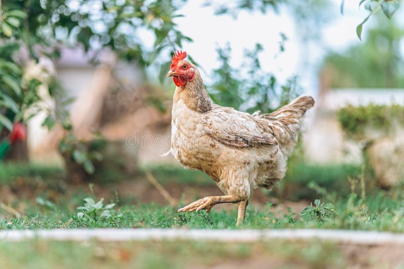 Chicken Living Free at Countryside Stock Photo - Image of agricultural ...