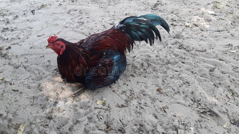 Chicken are Living in the Sand. Stock Photo - Image of home, ingredient ...