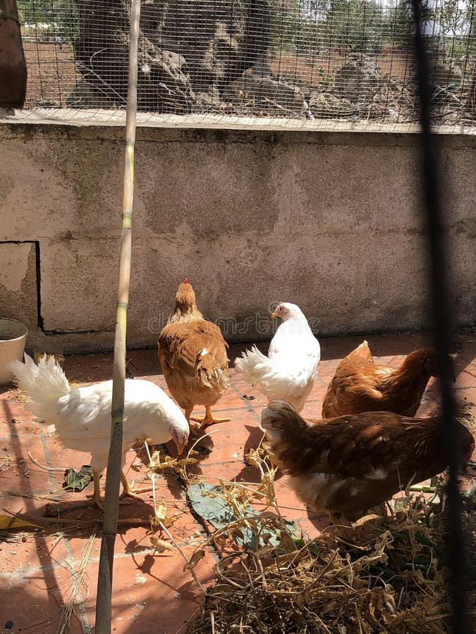 Chicken at the Local Farm in Puglia Stock Image - Image of farm ...