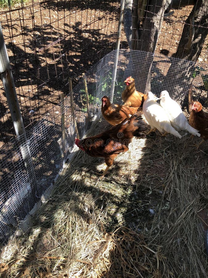Chicken at the Local Farm in Puglia Stock Image - Image of local, scene ...