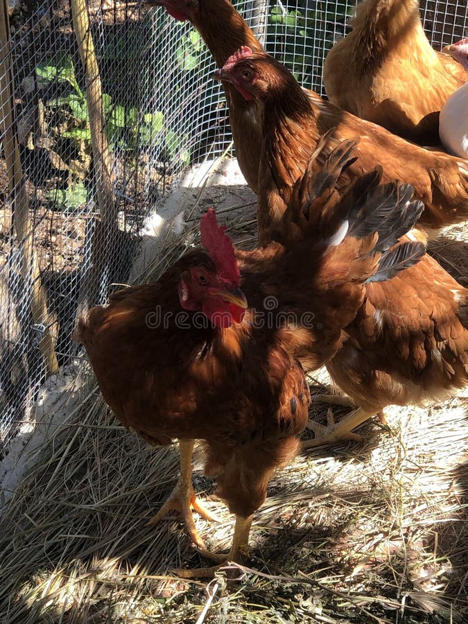 Chicken at the Local Farm in Puglia Stock Image - Image of organic ...