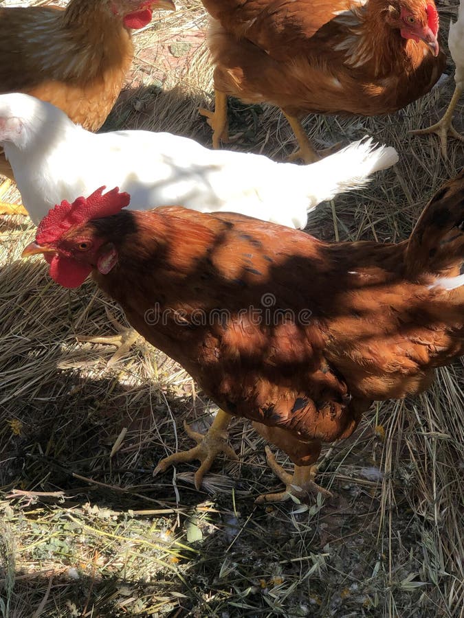 Chicken at the Local Farm in Puglia Stock Image - Image of outdoors ...