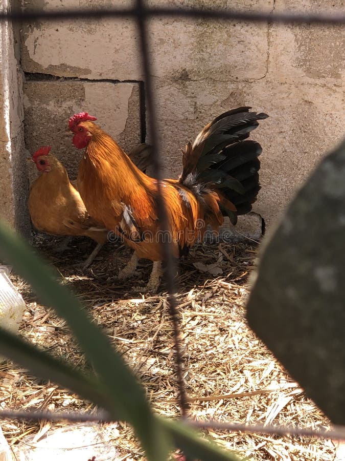 Chicken at the Local Farm in Puglia Stock Photo - Image of scene ...