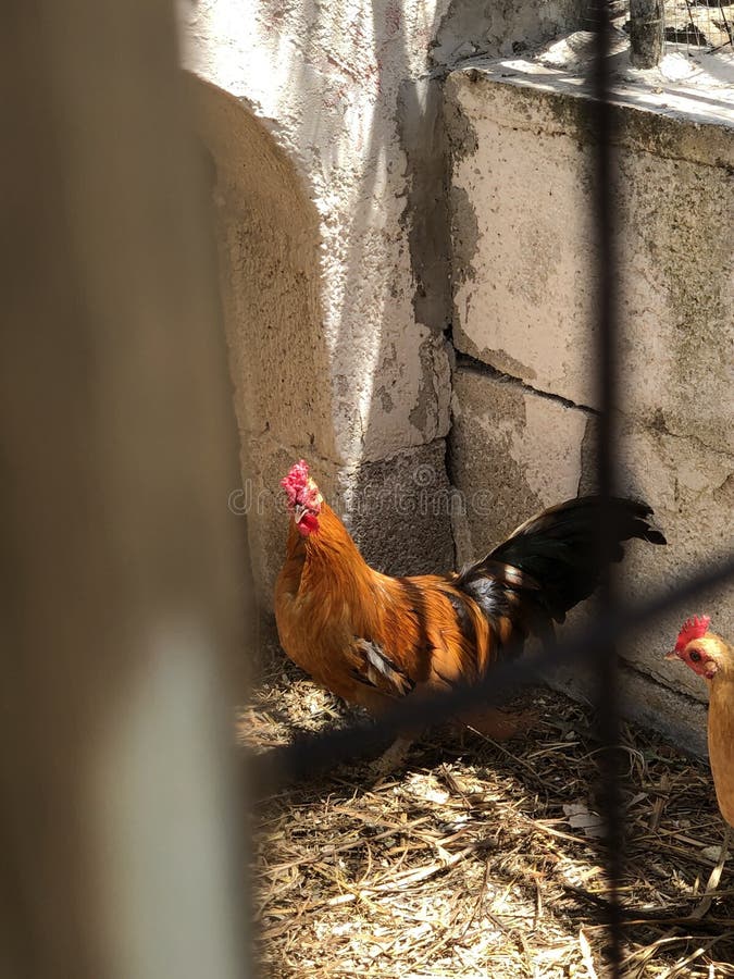 Chicken at the Local Farm in Puglia Stock Image - Image of animals ...