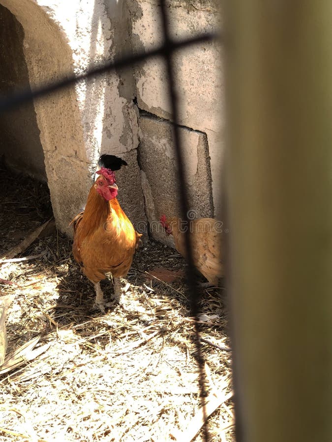 Chicken at the Local Farm in Puglia Stock Photo - Image of rural ...