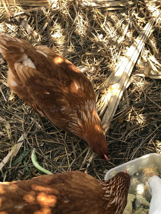 Chicken at the Local Farm in Puglia Stock Image - Image of domestic ...