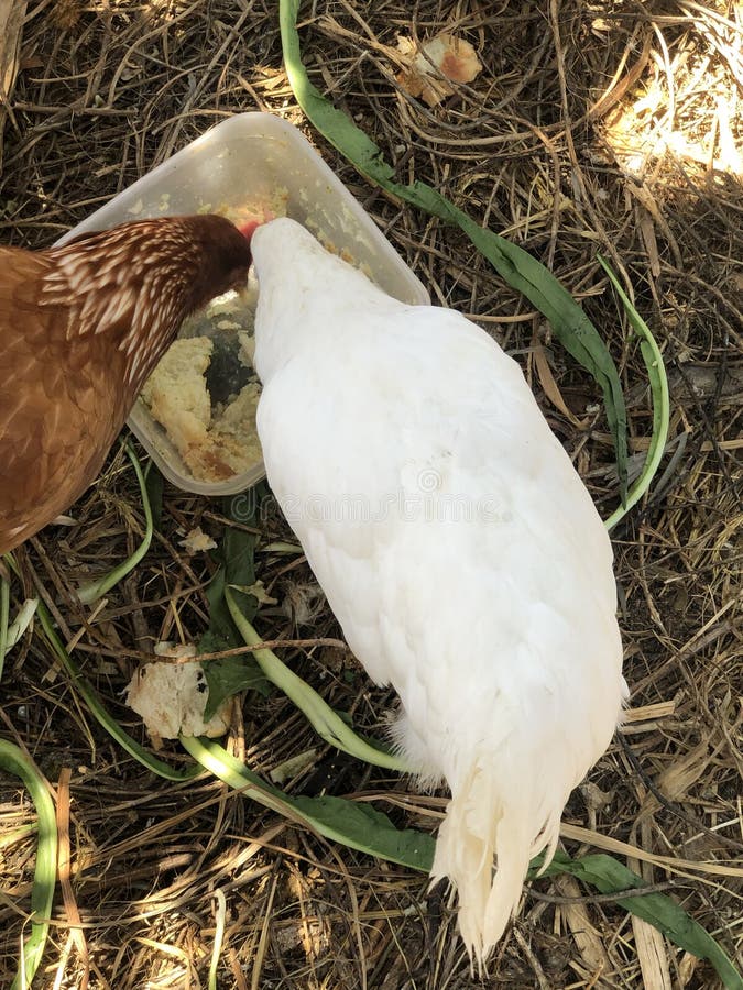 Chicken at the Local Farm in Puglia Stock Image - Image of animals ...