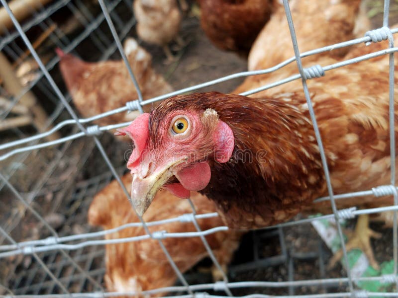Chicken in local farm stock image. Image of farming, rural - 65759373